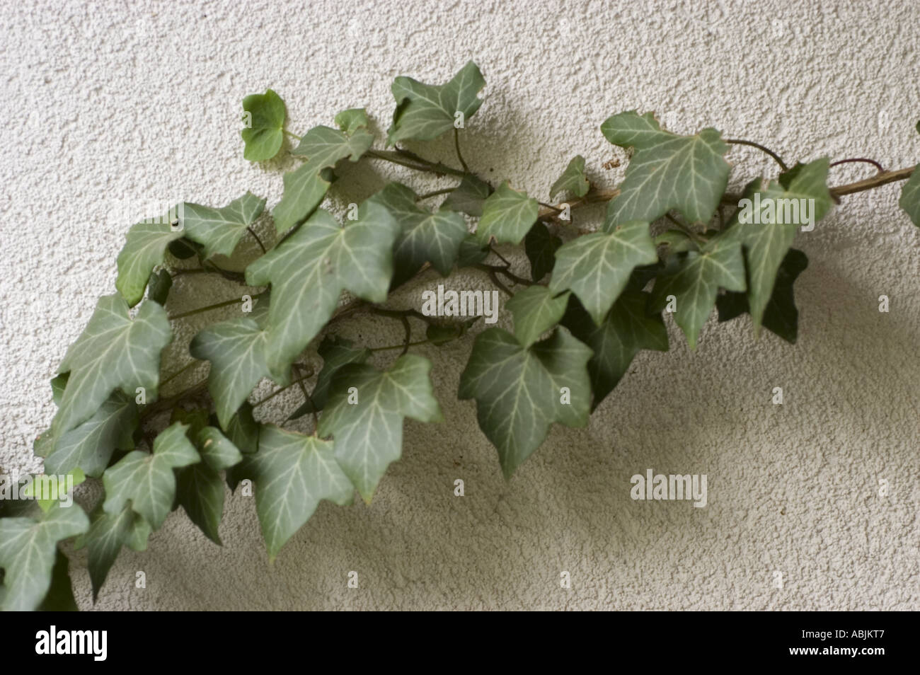 Green leaves of common ivy hedera helix on white wall Stock Photo - Alamy