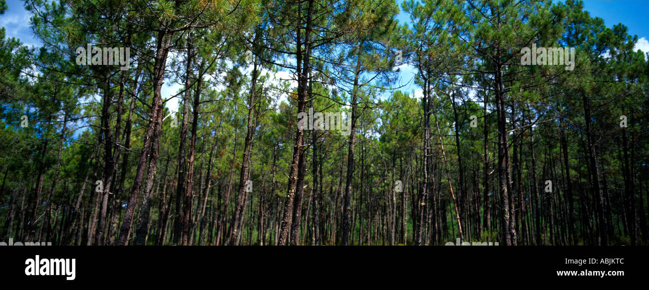 Bordeaux Region France Forest of Lacanau with Coniferous Trees Stock ...