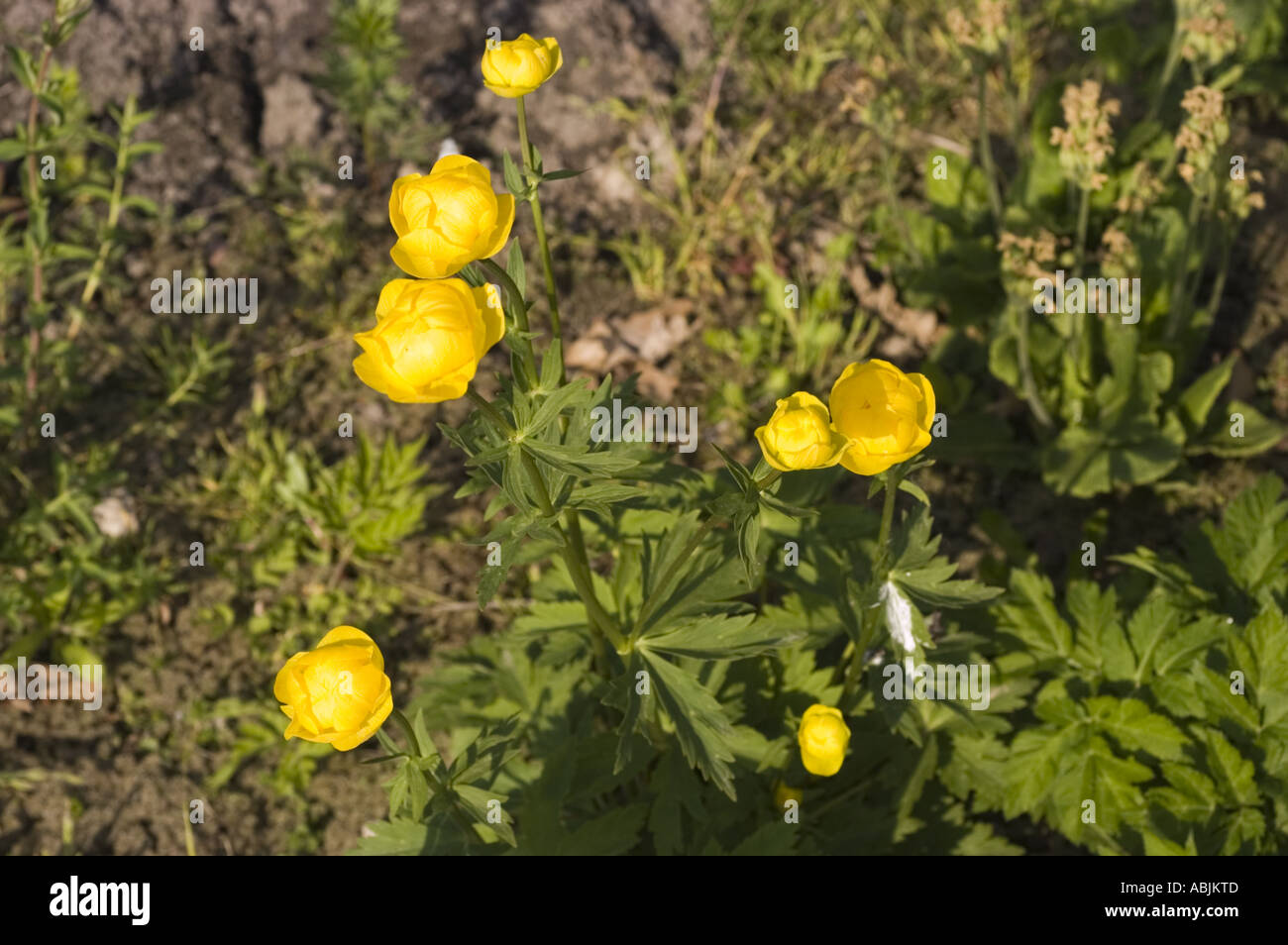 Yellow flowers of Ranunculaceae Trollius altissimus Tatra mountains ...