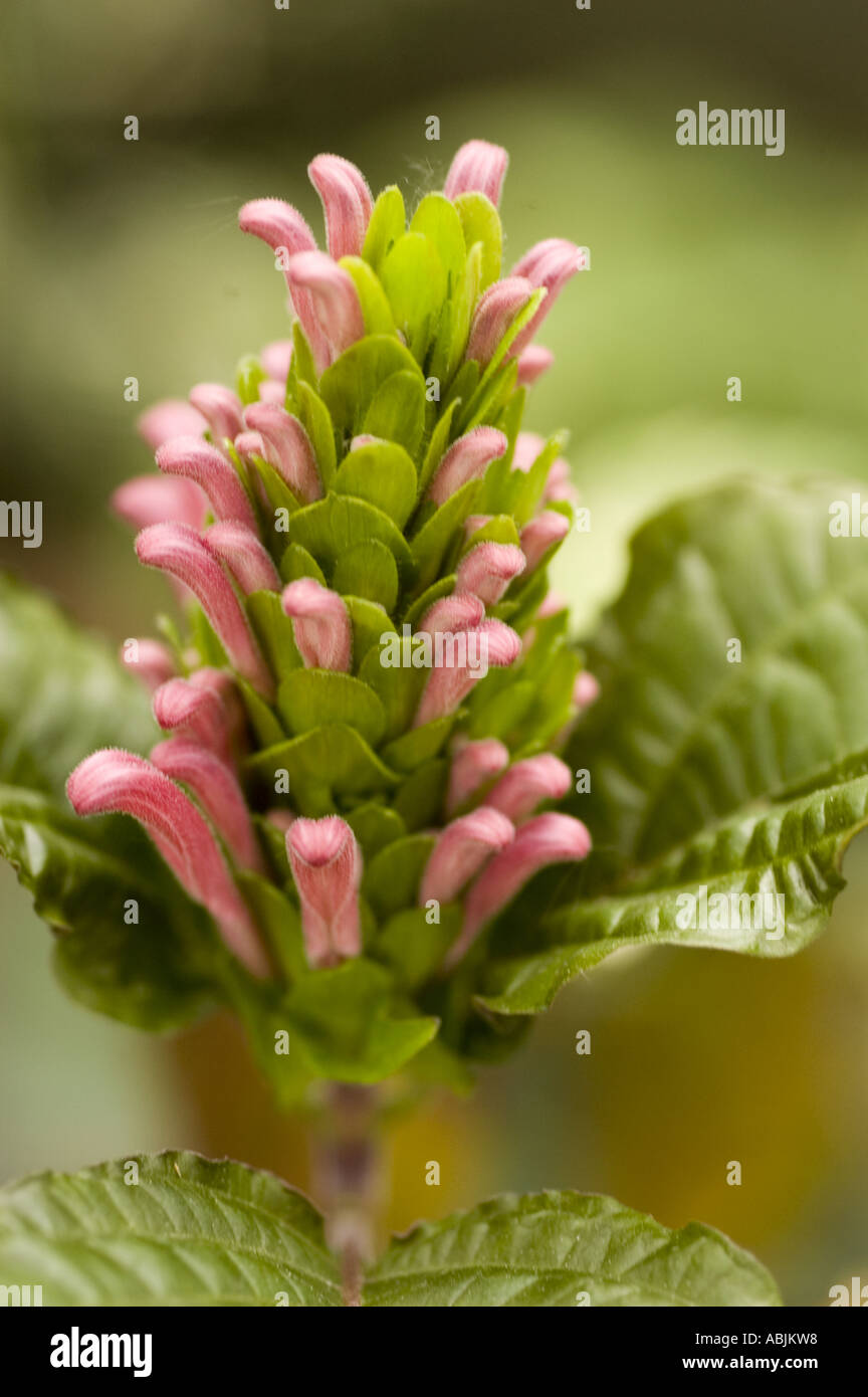 Pink flowers of Jacobinia carnea Stock Photo - Alamy