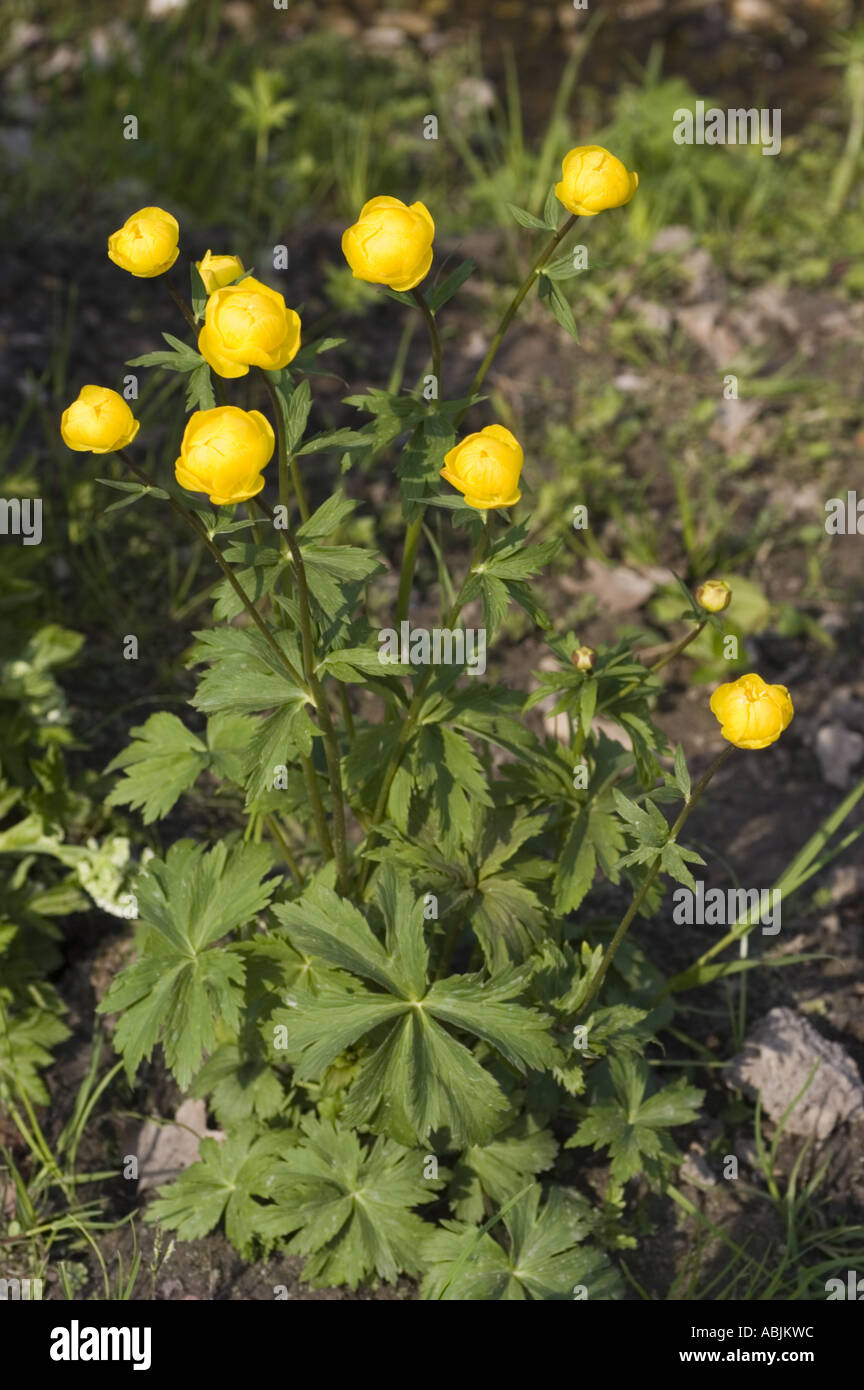 Yellow flowers of Ranunculaceae Trollius altissimus Tatra mountains ...