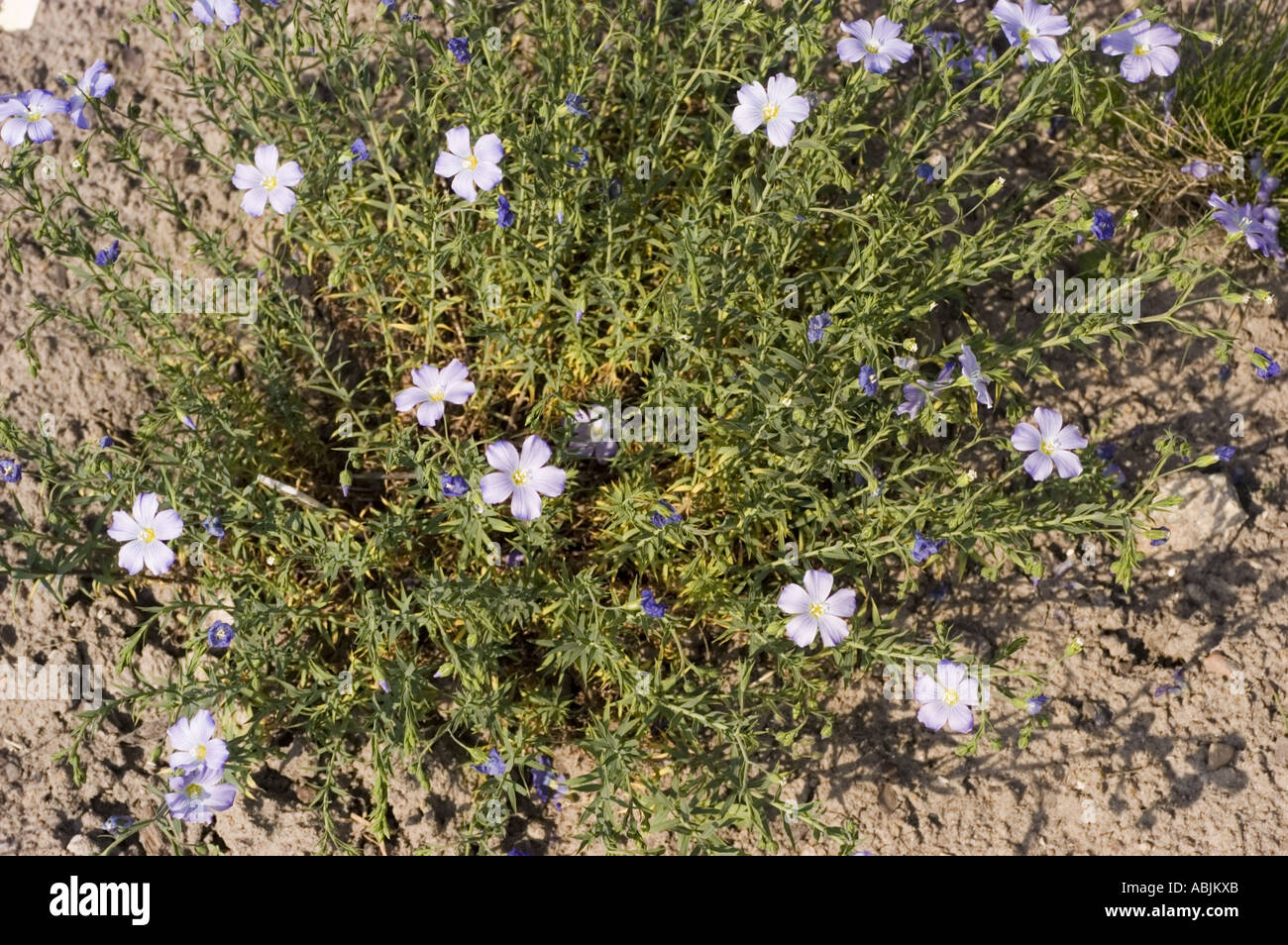 Light blue flowers of Linaceae Linum extraaxilare or Linum perenne ssp ...