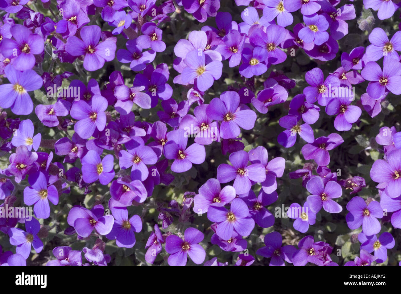 Dense flowers hi-res stock photography and images - Alamy