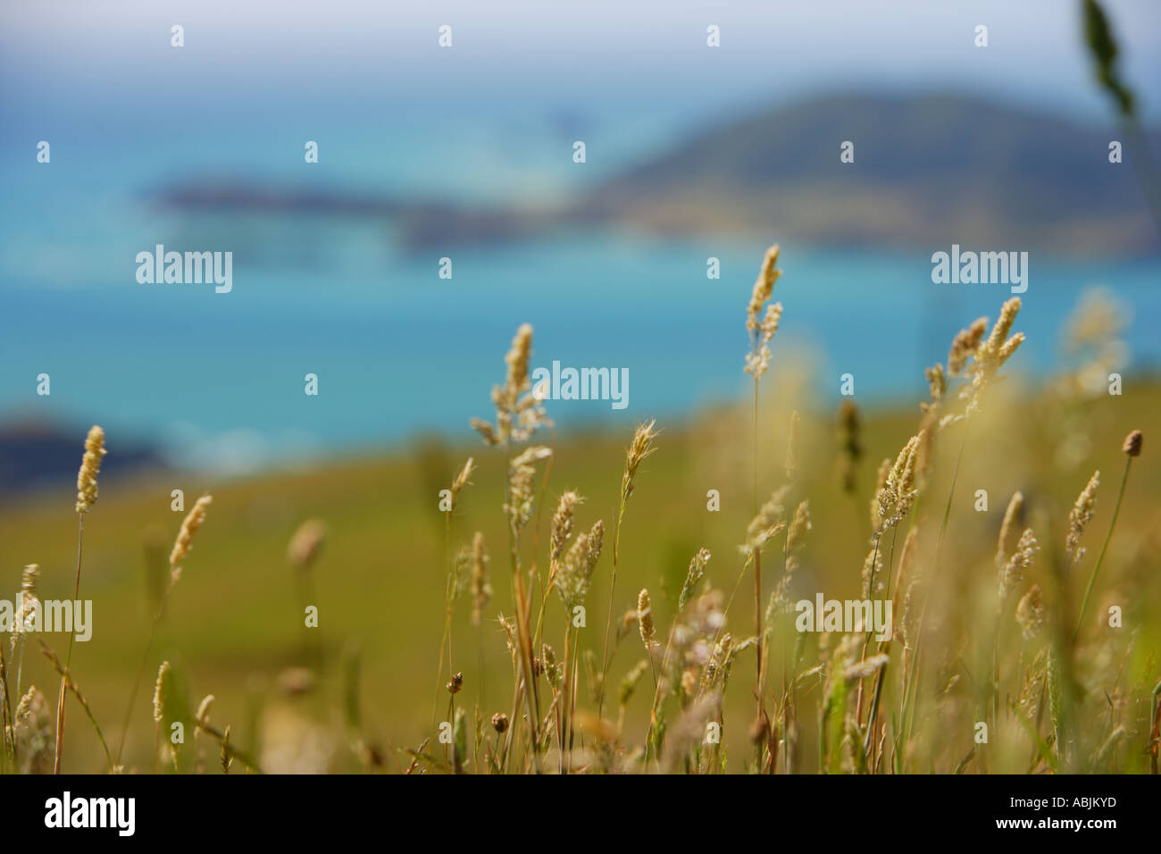 Nz new zealand french bay hi-res stock photography and images - Alamy