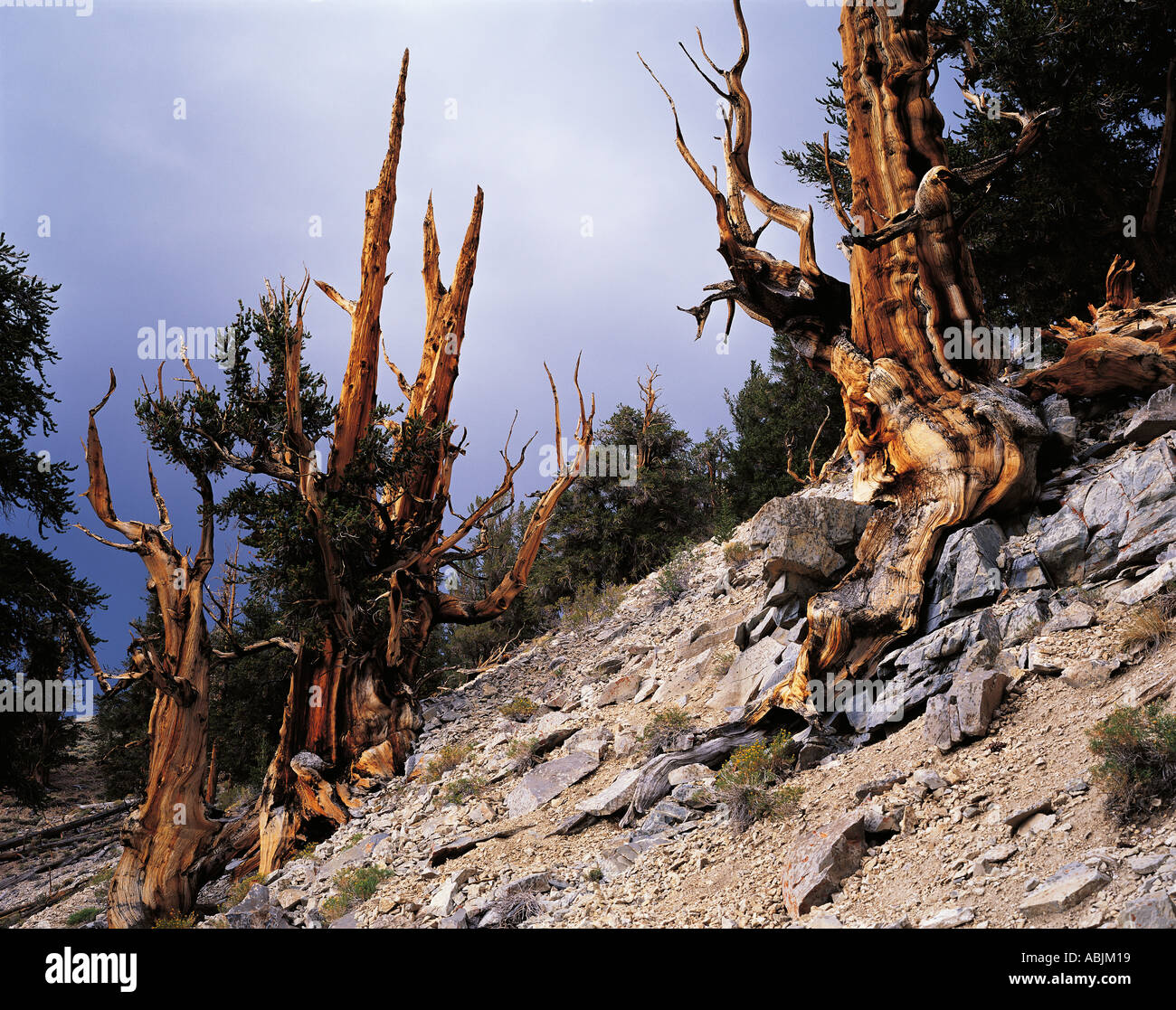 Great Basin Bristlecone Pines Pinus longaeva Schulman Grove Inyo ...