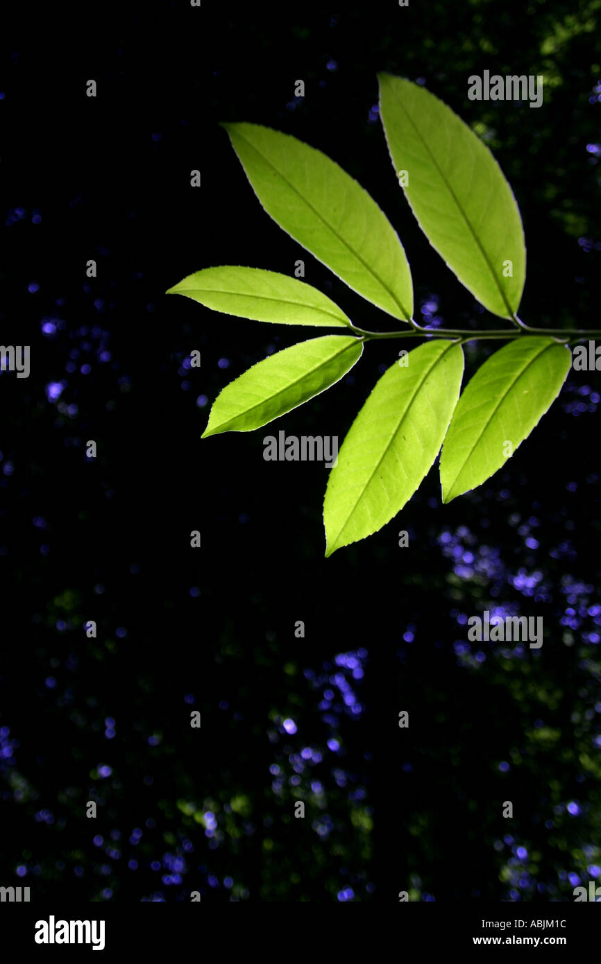 A branch on a Laurel tree Stock Photo - Alamy