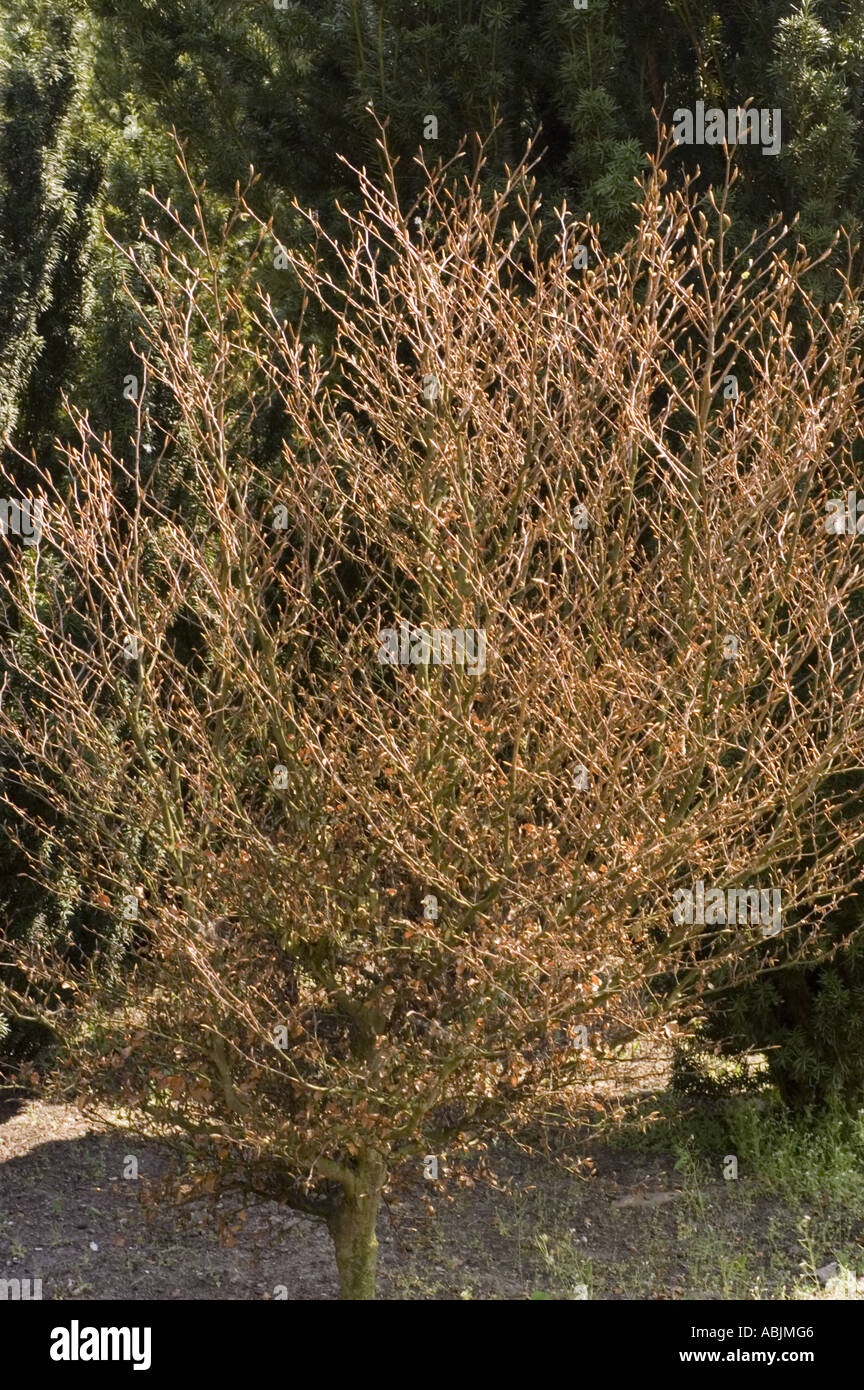 Species of tree in the family fagaceae hi-res stock photography and ...