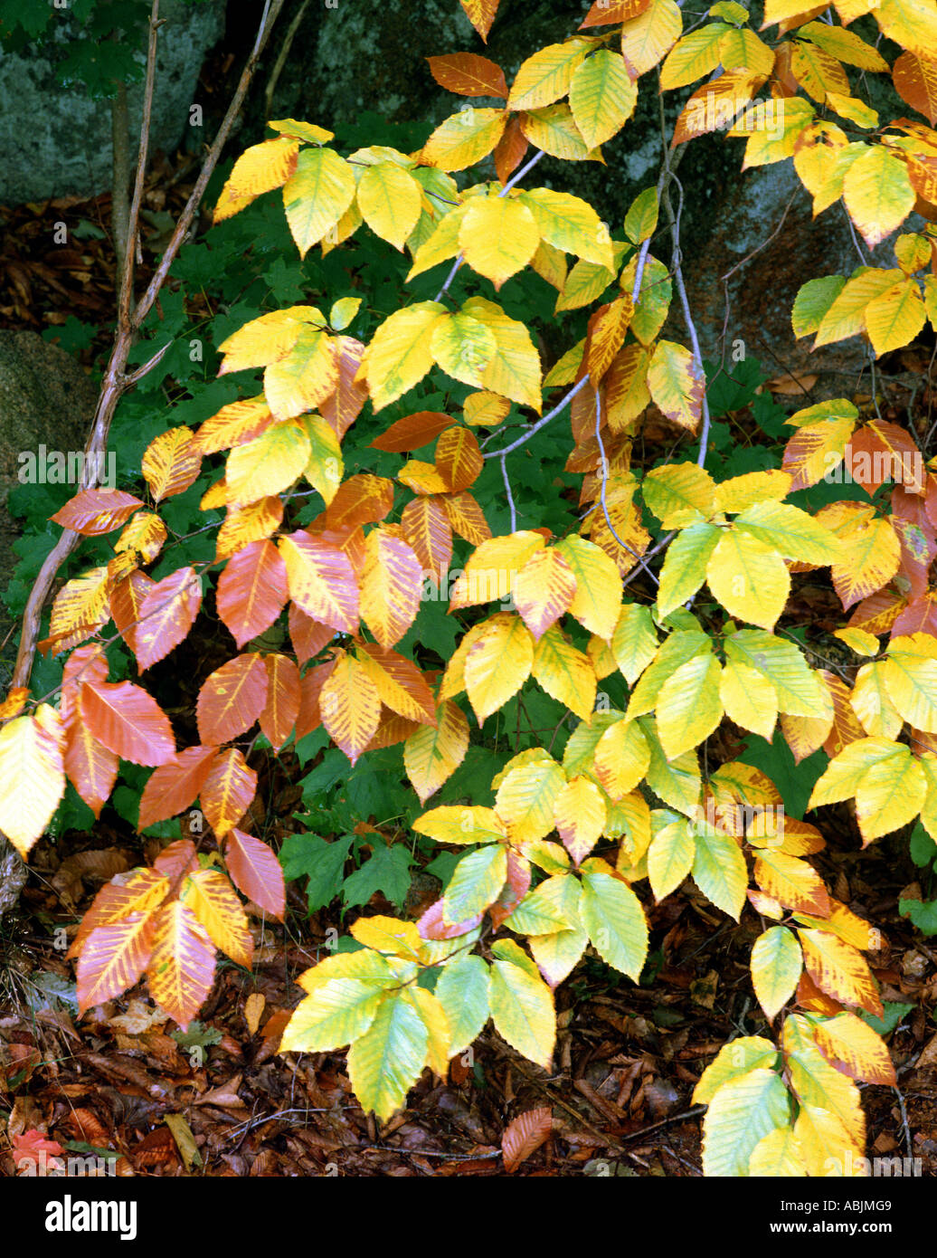 Bending leaves hi-res stock photography and images - Alamy