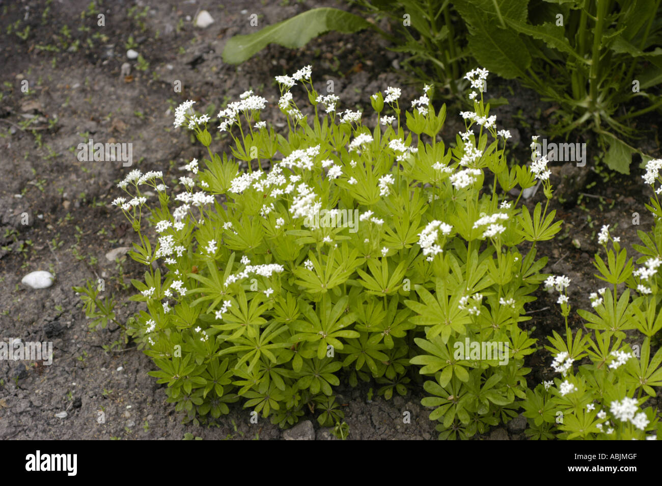 Plenty of small white flowers of Sweet Woodruff Rubiaceae Asperula ...