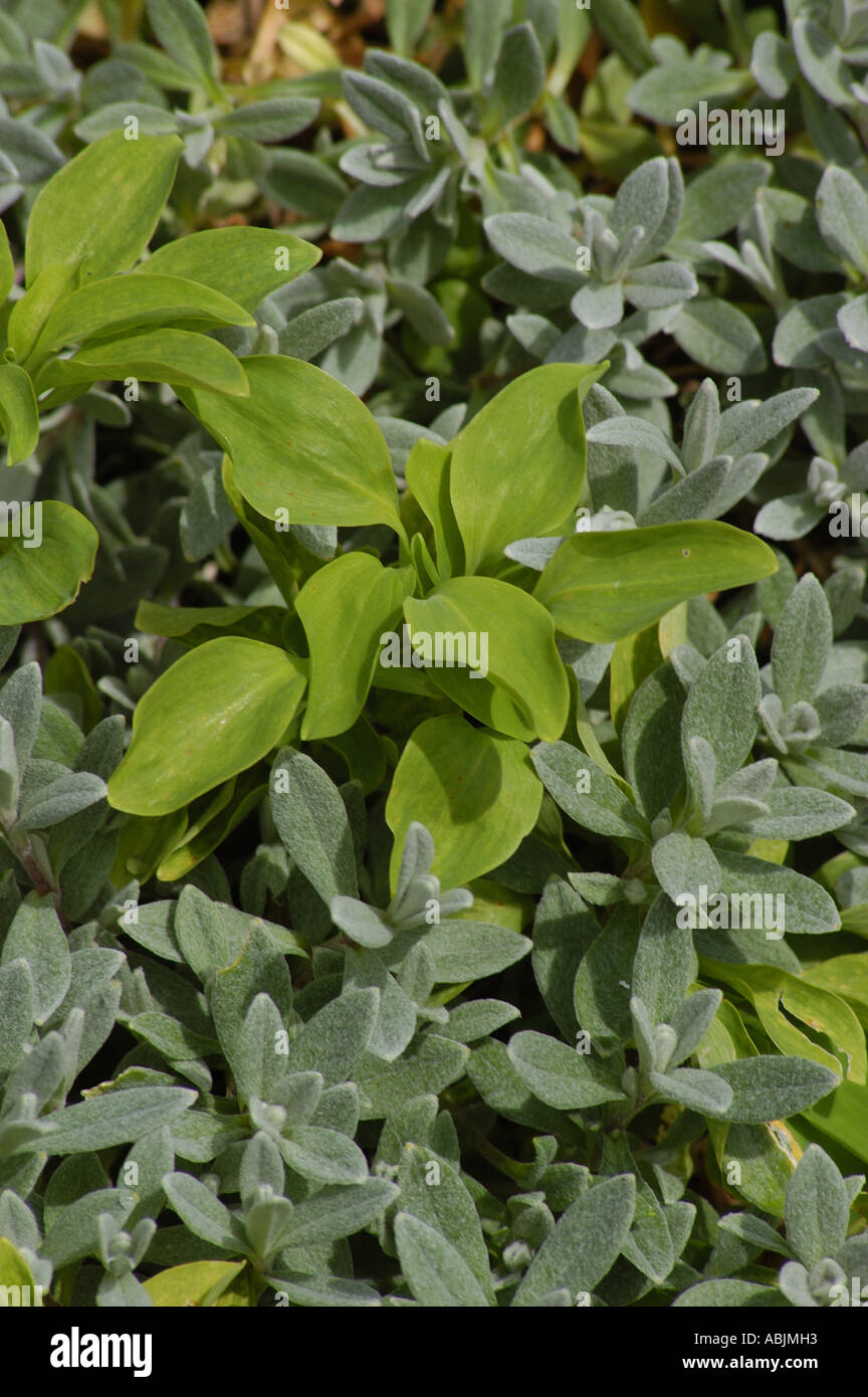Green Ground Cover Stock Photo - Alamy