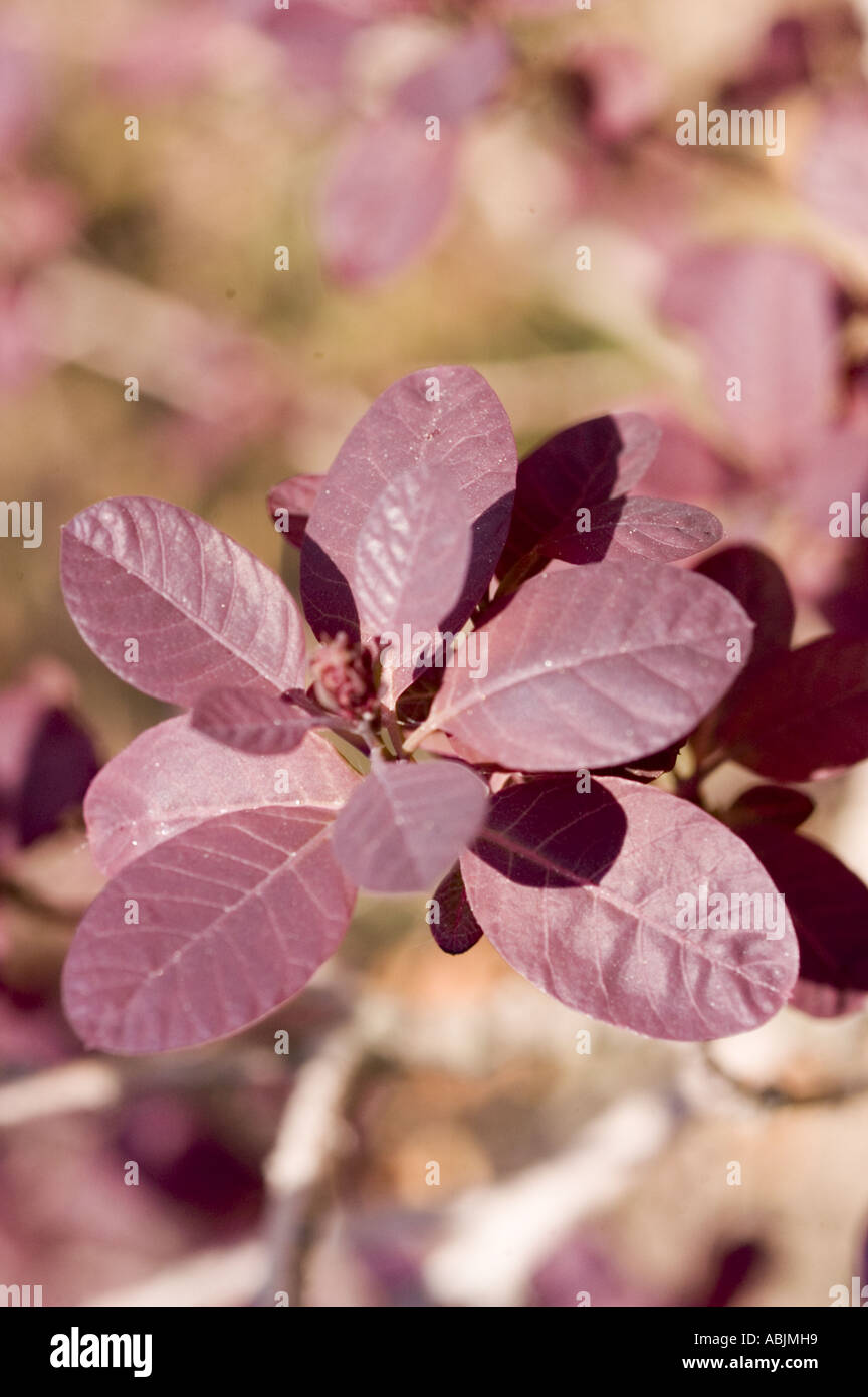 Smoketree Anacardiaceae Cotinus coggygria Royal Purple Stock Photo - Alamy