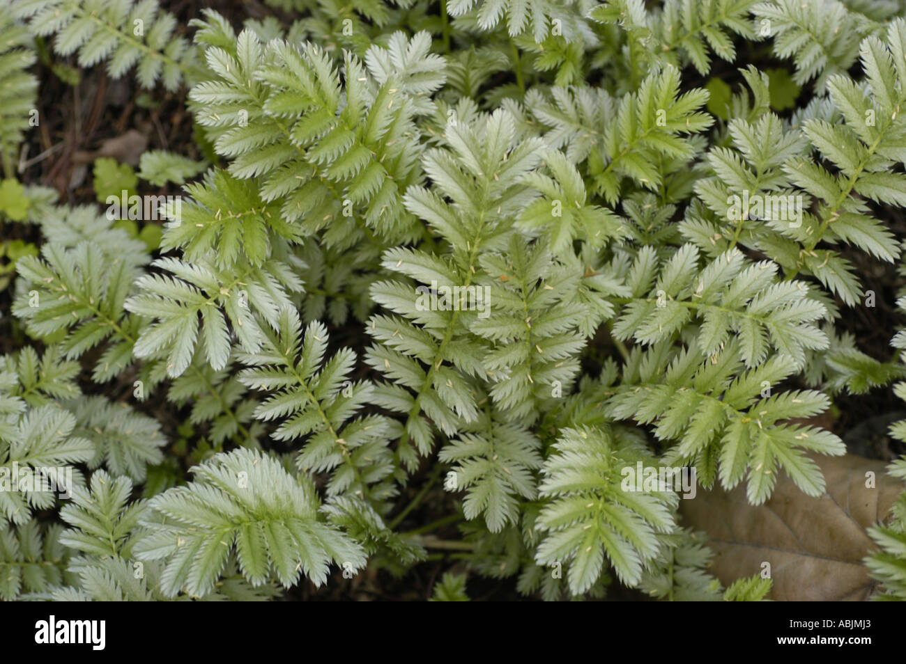 Common silverweed hi-res stock photography and images - Alamy