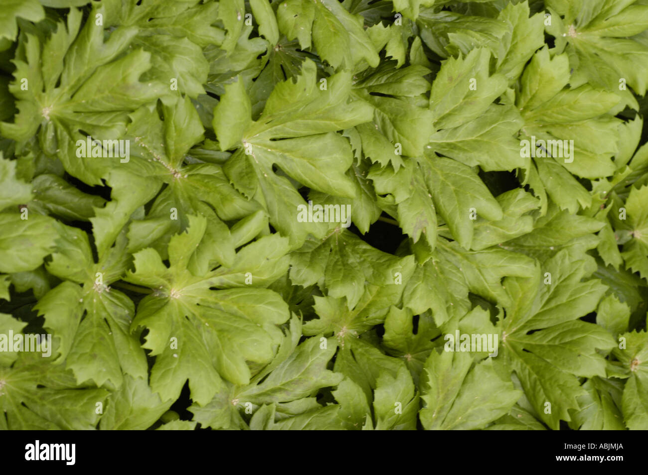 Berberidaceae Podophyllum hexandrum Himalaya Asia Stock Photo - Alamy