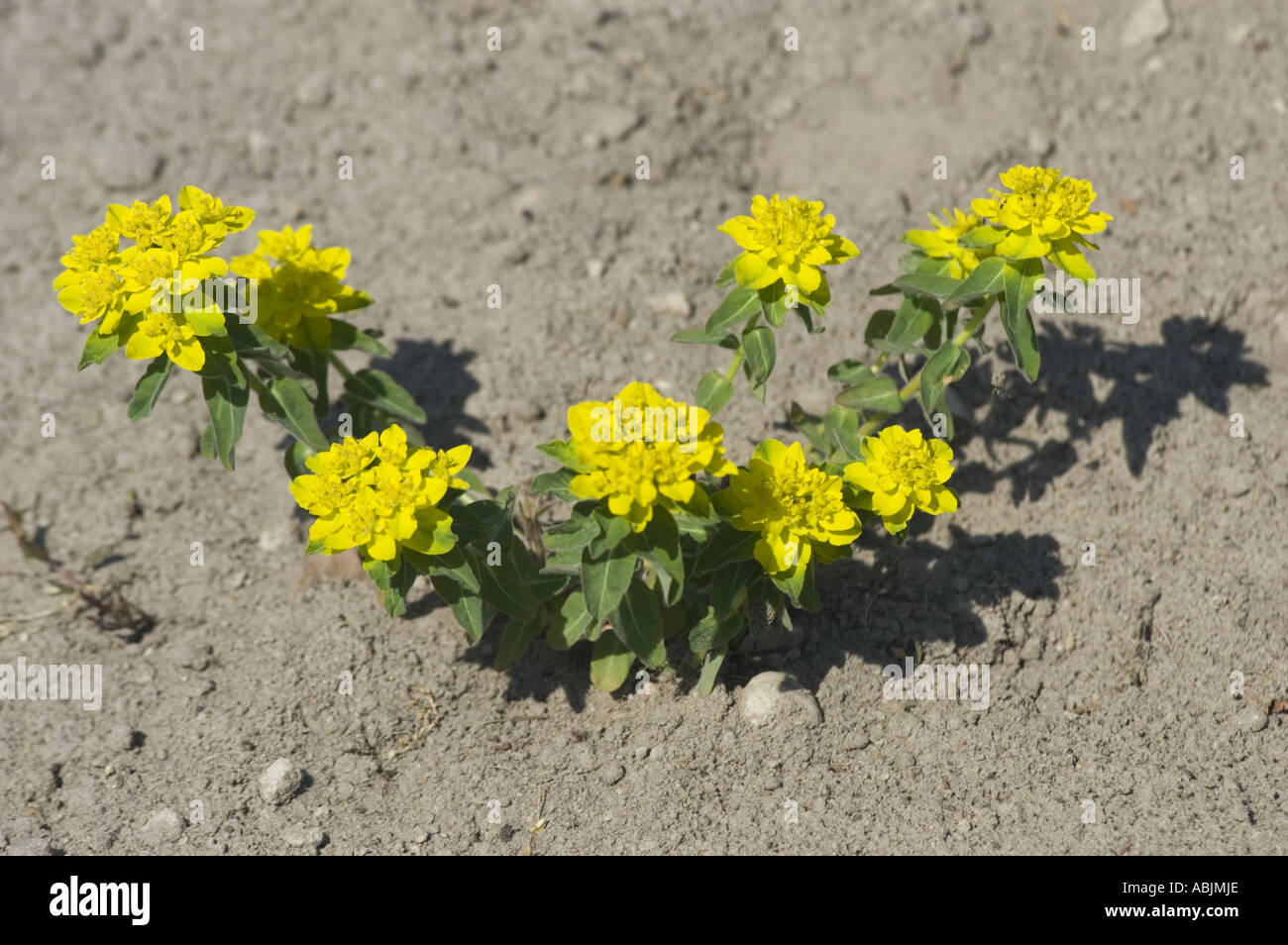 Yellow flowers of Euphorbiaceae Euphorbia polychroma Europe Stock Photo ...