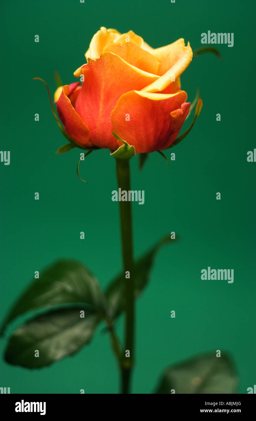 Flower Still life Stock Photo - Alamy