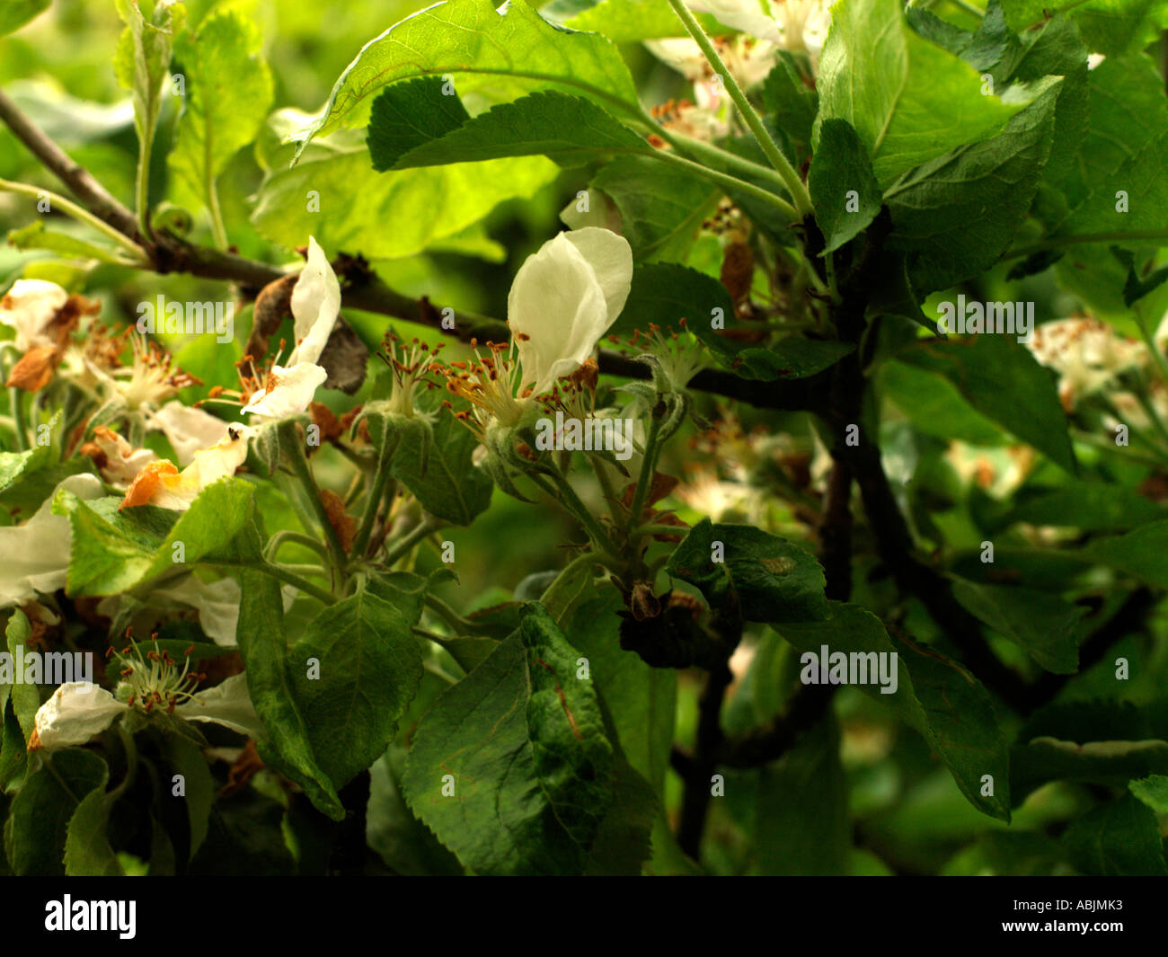 Baby apple forming hi-res stock photography and images - Alamy