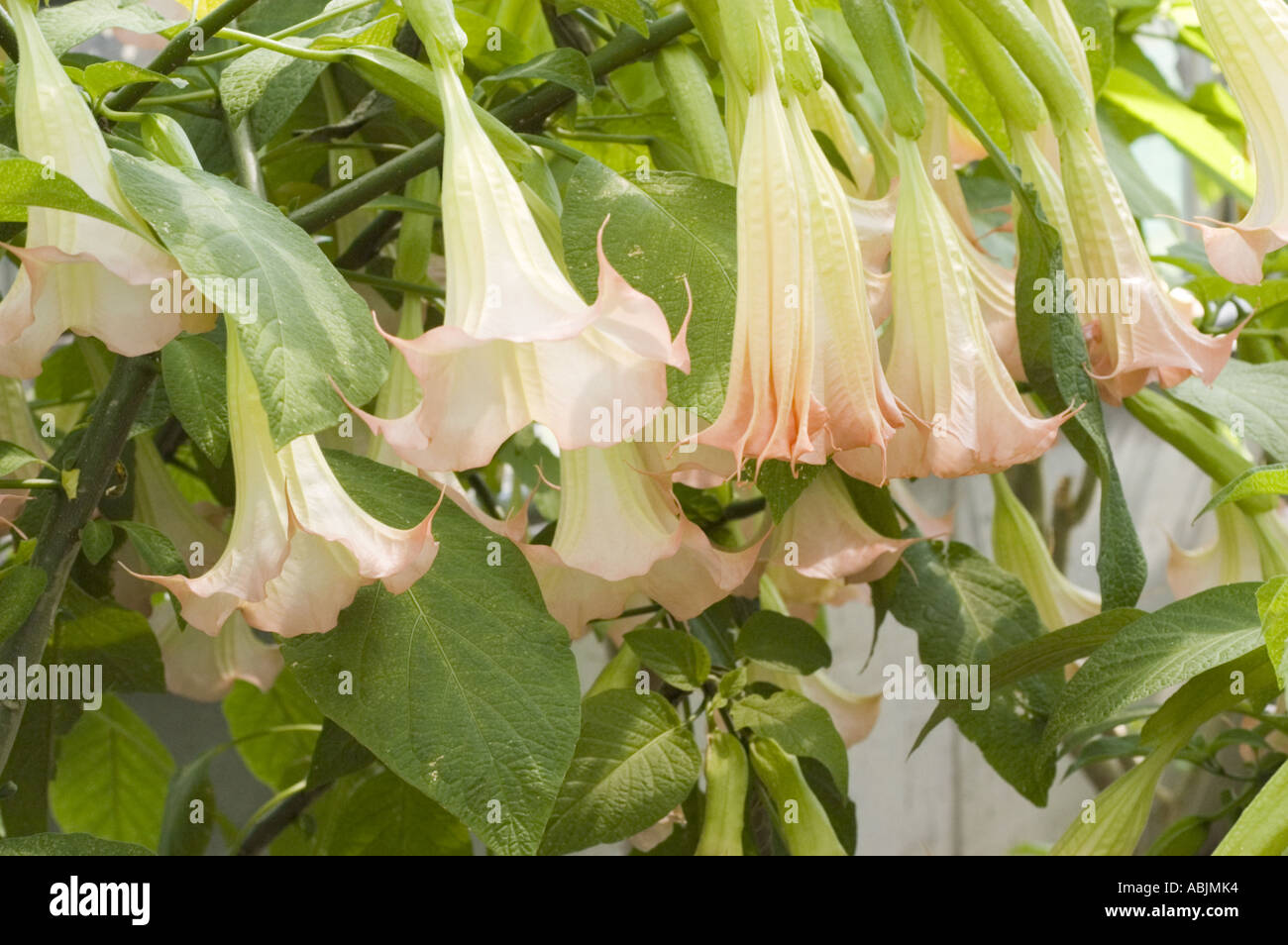 Large foot-long flowers of Angel's trumpet or Jimson weed Datura ...