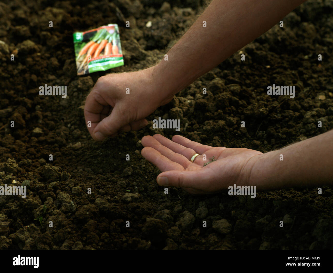 Planting Carrot Seed Stock Photo - Alamy