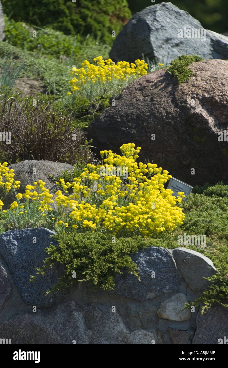 Bright yellow flowers of Basket of gold Brassicaceae Alyssum saxatile ...