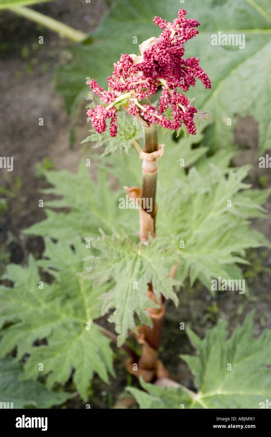 Purple flower and leaves of medicinal plant giant rhubarb Polygonaceae ...