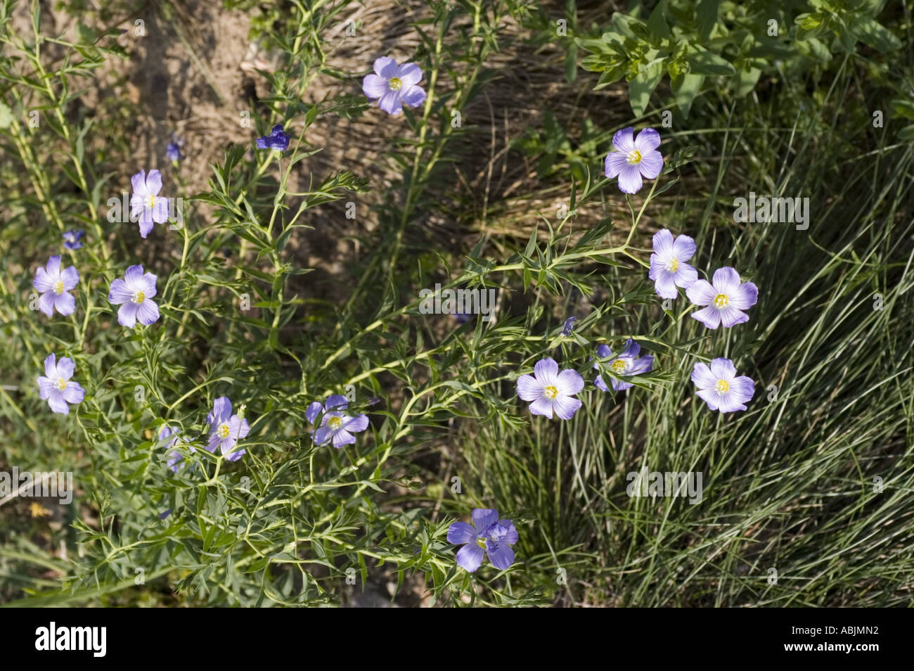 Light blue flowers of Linaceae Linum extraaxilare or Linum perenne ssp ...