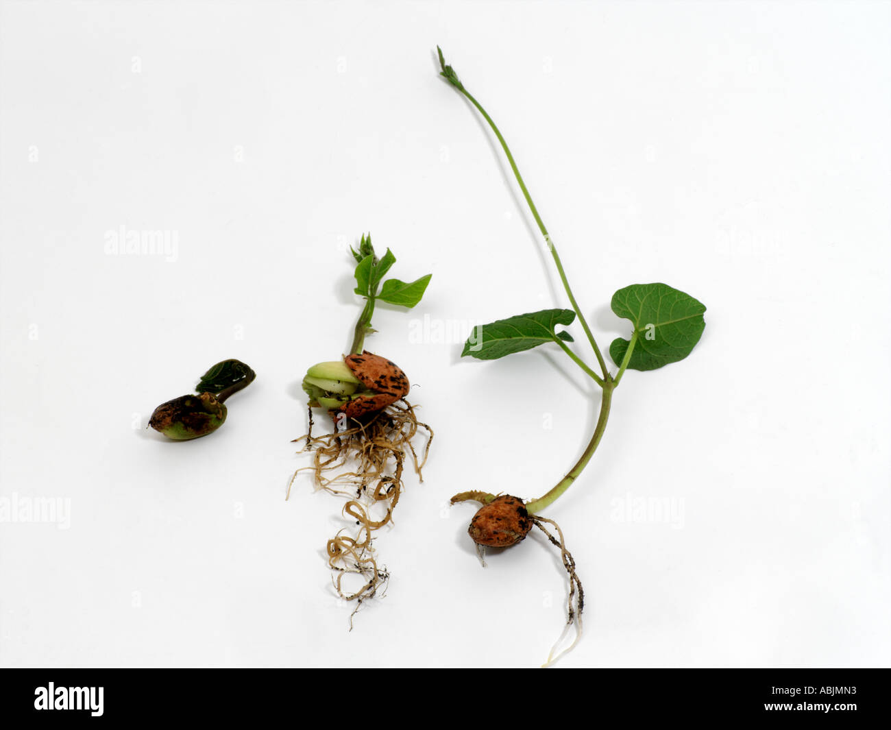 Bean seed roots hi-res stock photography and images - Alamy
