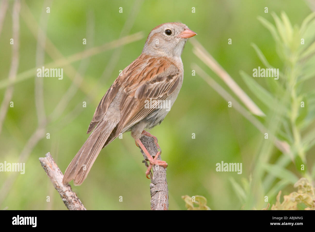 Field Sparrow Spizella pusilla Tall Grass Prairie Preserve Pawhaska ...