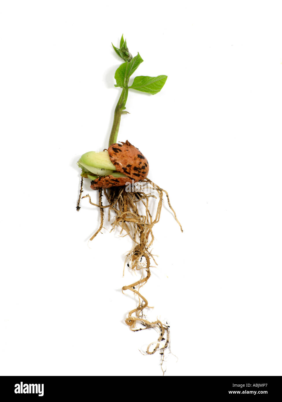 Bean Plant Growing Stock Photo - Alamy