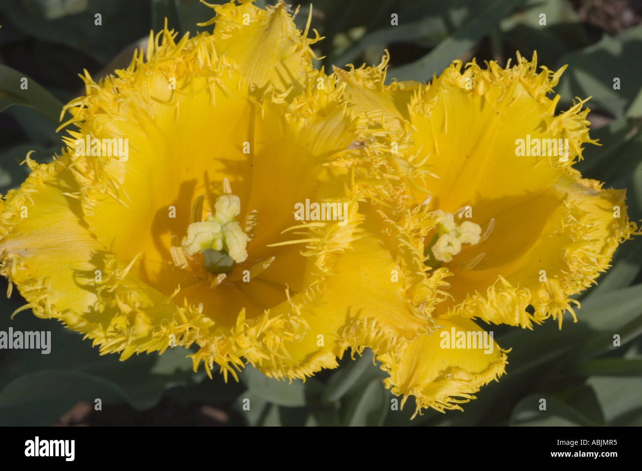 Pair of yellow tulip liliaceae tulipa Hamilton Stock Photo - Alamy