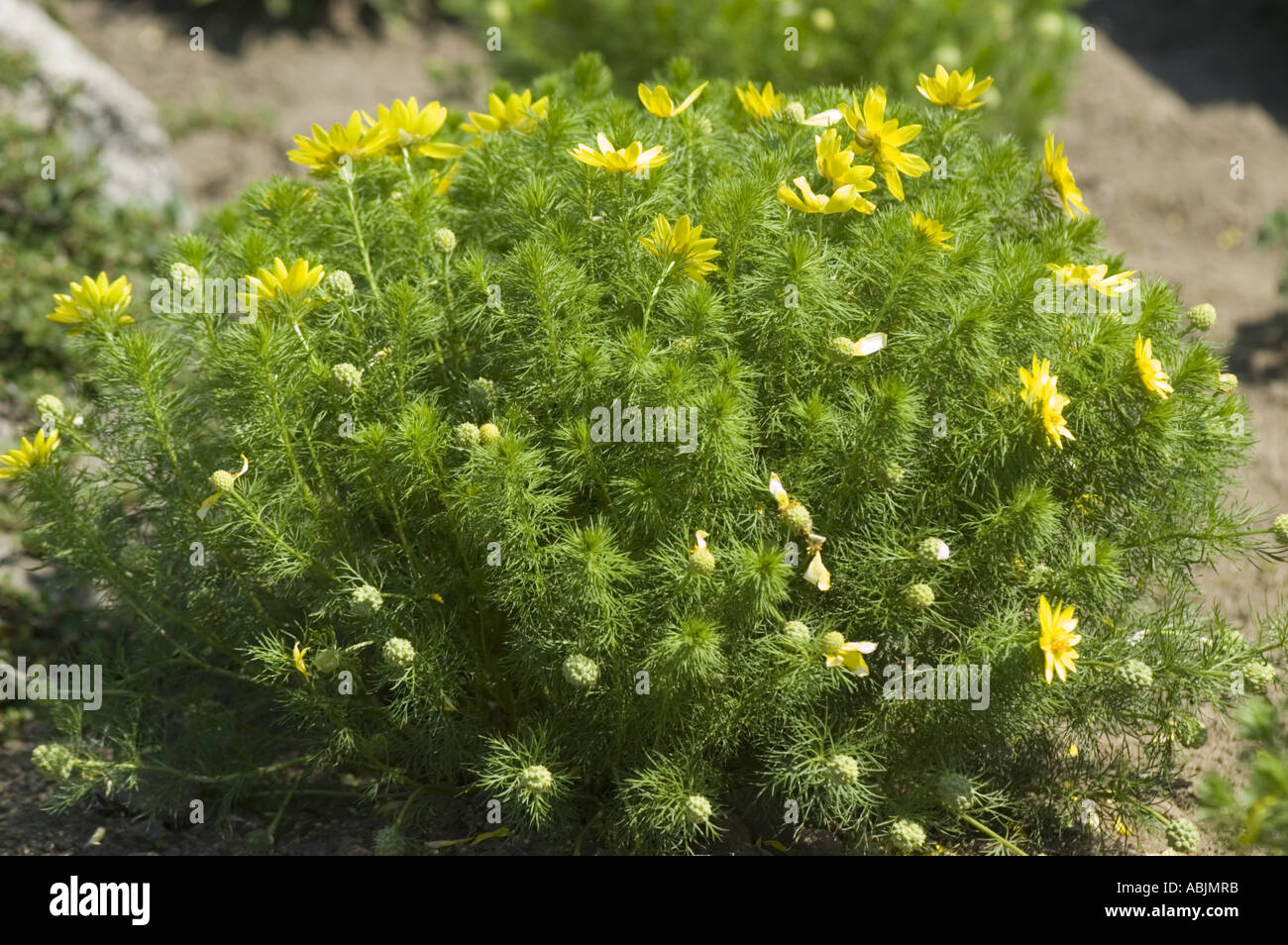 Yellow flowers of sweet vernal Ranunculaceae Adonis vernalis Stock ...