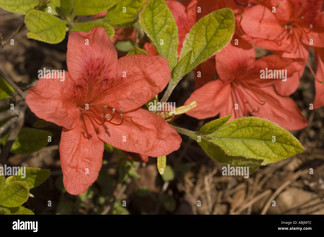 Kaempferi azalea hi-res stock photography and images - Alamy