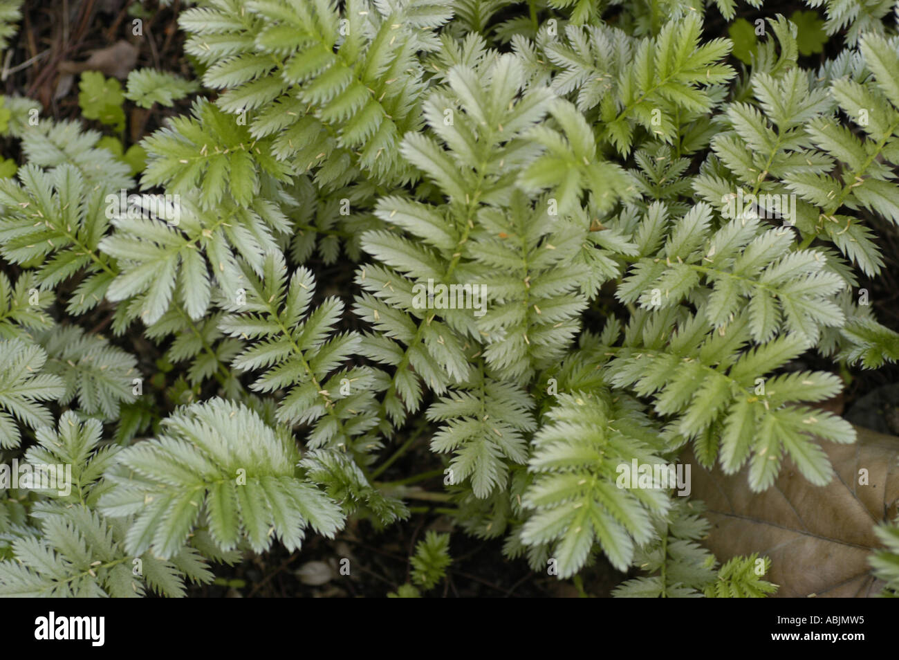 Silver weed hi-res stock photography and images - Alamy