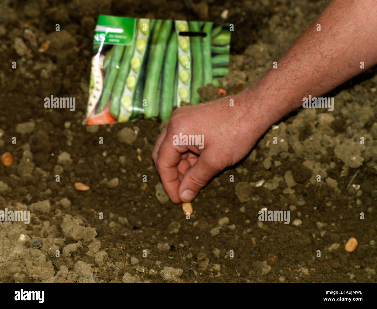 Planting Beans in Soil Stock Photo - Alamy
