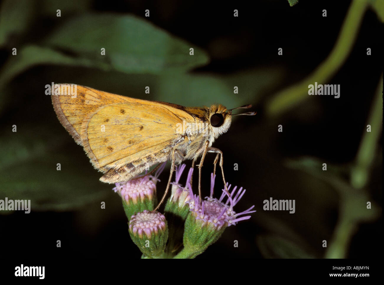 Fiery Skipper Hylephila phyleus Tucson ARIZONA Male 23 July Hesperiidae ...
