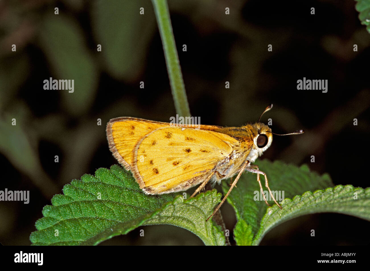 Fiery Skipper Hylephila phyleus Patagonia ARIZONA Male September ...