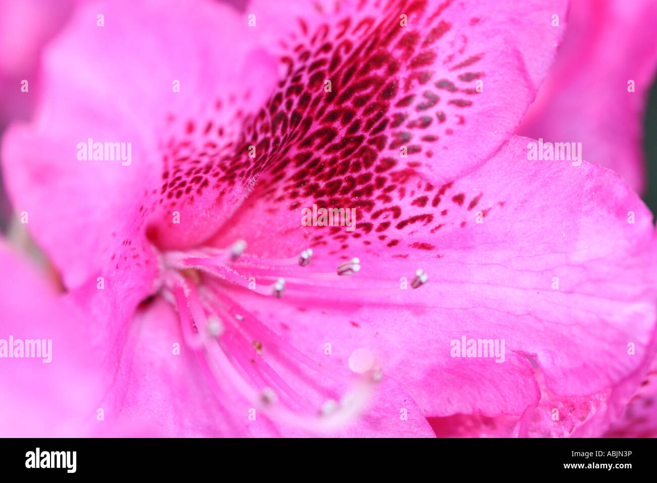 Rhodedendron woodland hi-res stock photography and images - Alamy