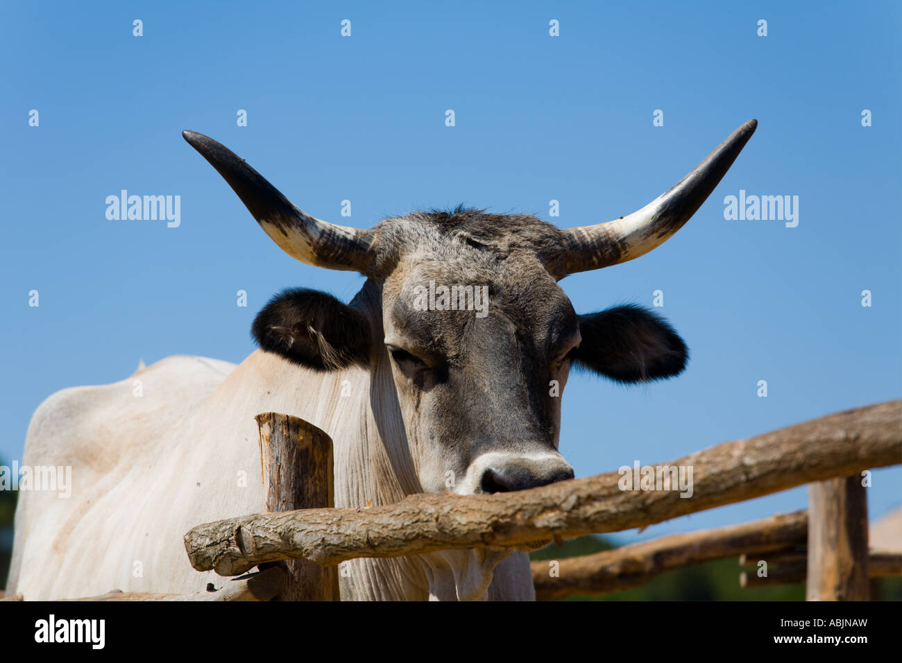 Boskarin Istrian cattle, Safari site on Brioni islands, Veliki Brijun ...