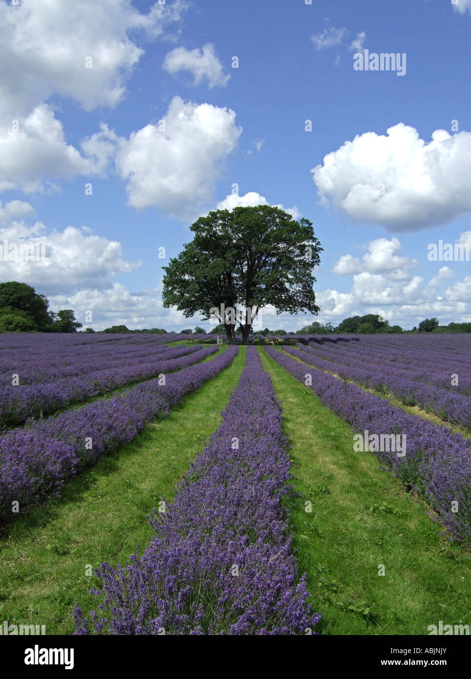 Oak tree in lavender field hi-res stock photography and images - Alamy