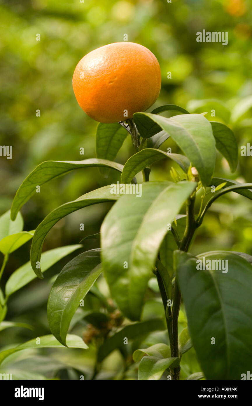 Orange fruit growing on the tree Stock Photo - Alamy