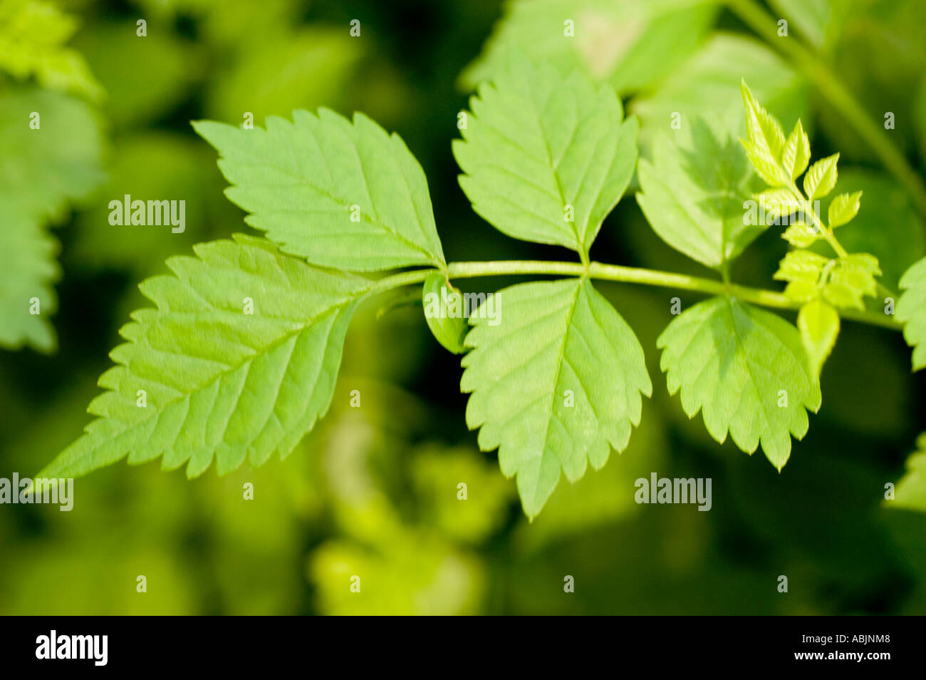 Green leaves of Bignoniaceae Tecomaria capensis Africa Stock Photo - Alamy
