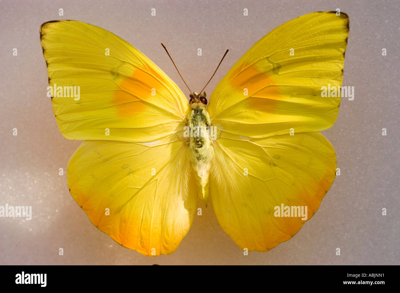 Spread wings top view hi-res stock photography and images - Alamy
