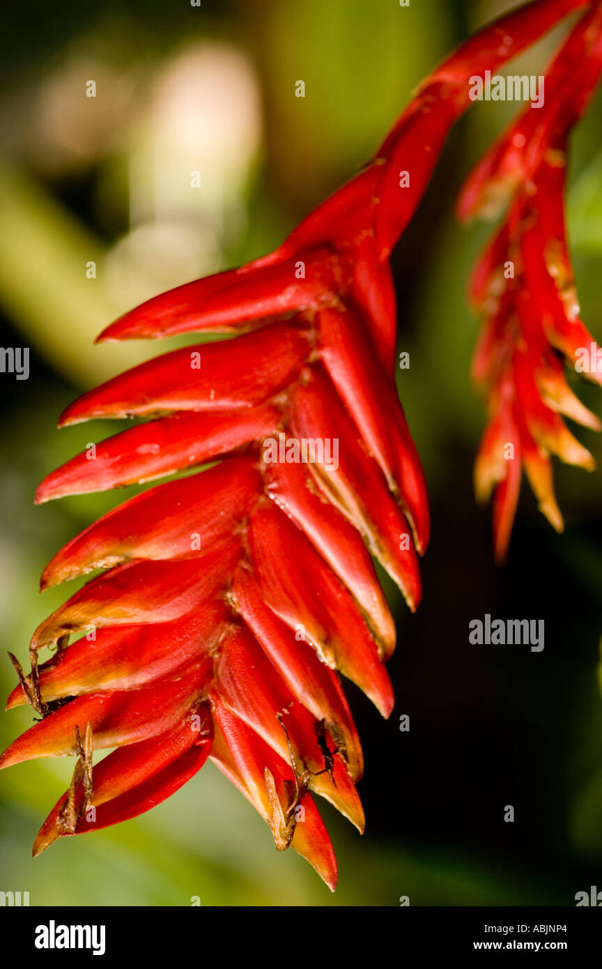Red tillandsia flower Stock Photo - Alamy