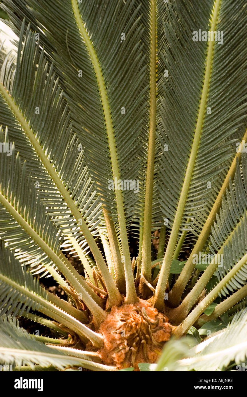 King Sago Palm Cycas revoluta Stock Photo - Alamy