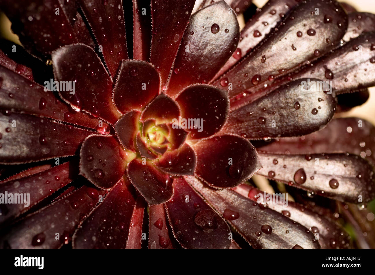 Common name Purple Rose Tree Latin name Aeonium Arboreum Atropurpureum ...