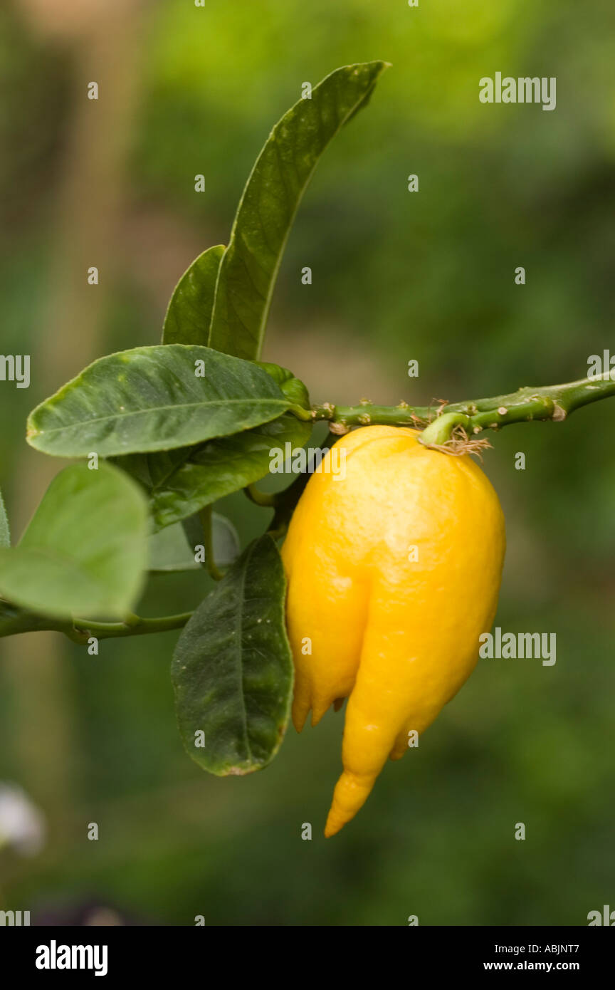 Yellow citron fruit of medicinal plant Citron Medica Sarcodactylis ...