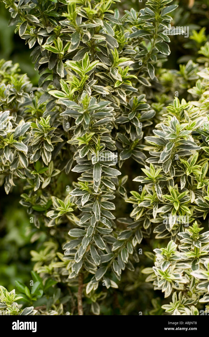 Euonymus japonicus variegata hi-res stock photography and images - Alamy