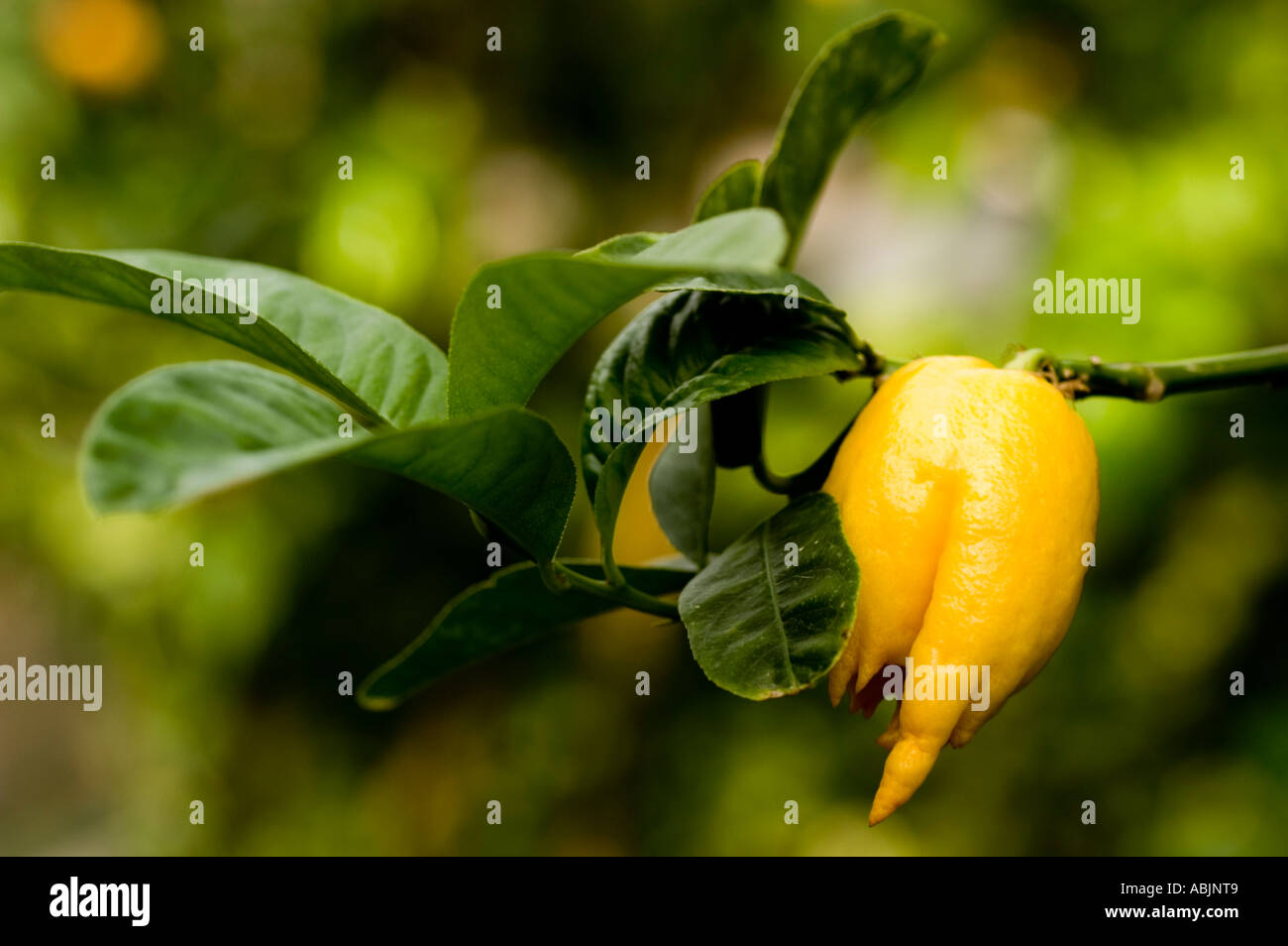 Yellow citron fruit of medicinal plant Citron Medica Sarcodactylis ...