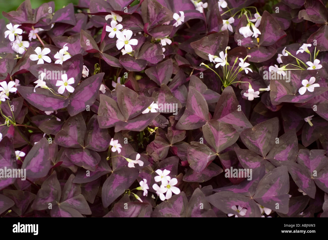 Crimson iron cross hi-res stock photography and images - Alamy