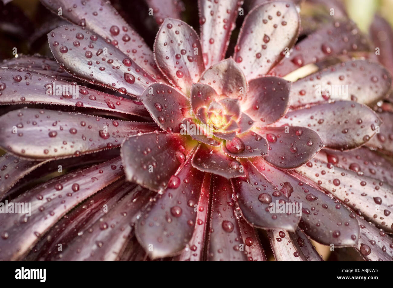 Common name Purple Rose Tree Latin name Aeonium Arboreum Atropurpureum ...