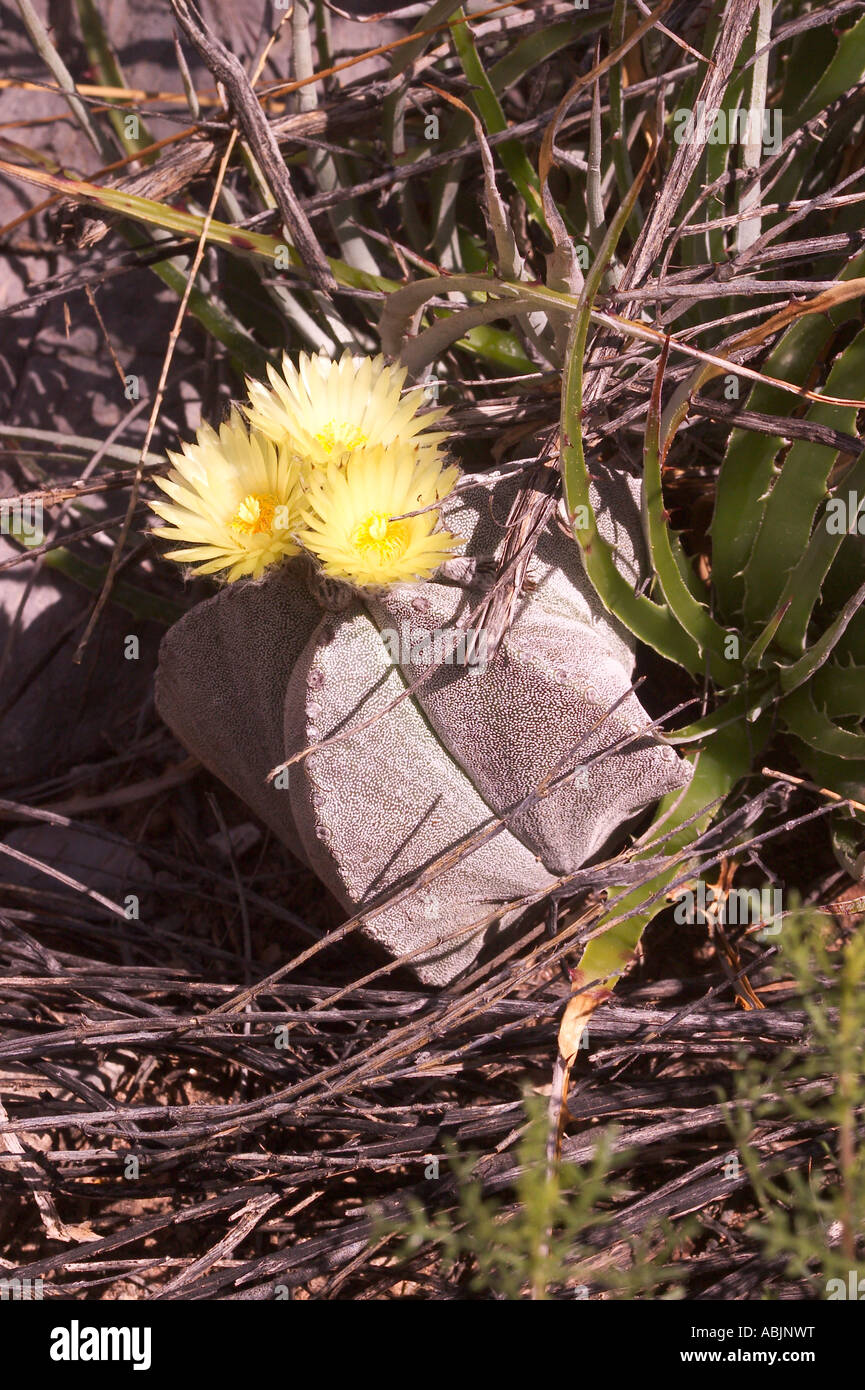 Spineless cacti hi-res stock photography and images - Alamy